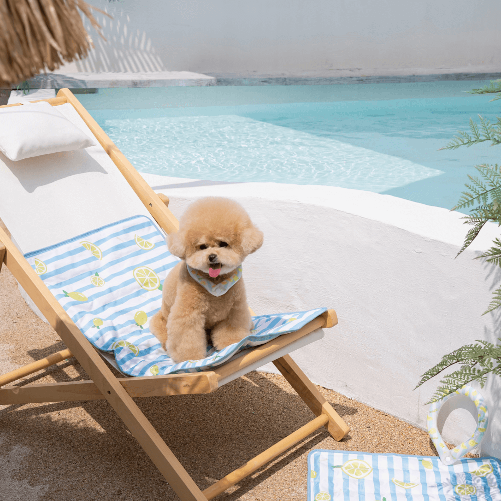 OPAAAP COOL SUMMER COLLECTION