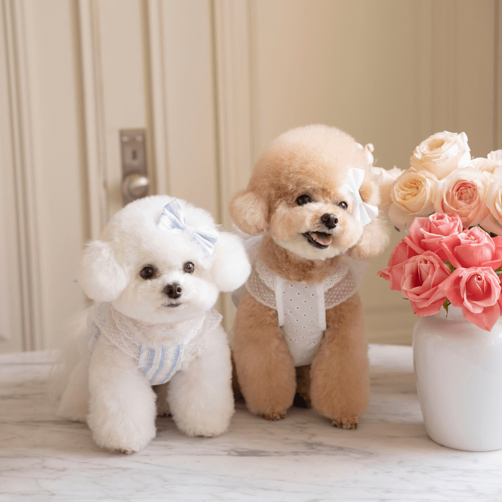 Malibu Dress（OPAAAP）