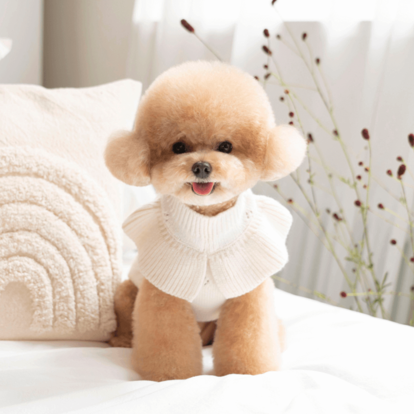 Frill Knit（Ivory）